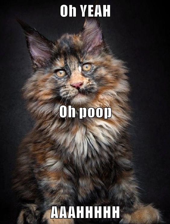 Yeah? - Lolcats - lol | cat memes | funny cats | funny cat pictures ...