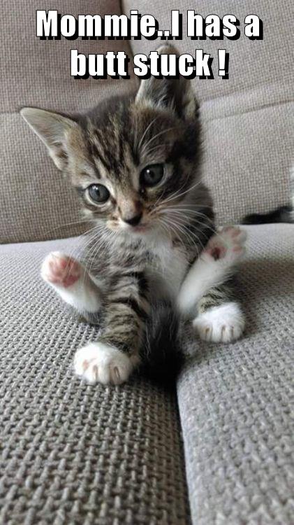 Halp - Lolcats - lol | cat memes | funny cats | funny cat pictures with ...