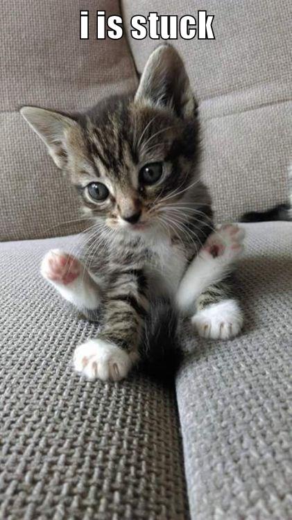 Halp - Lolcats - lol | cat memes | funny cats | funny cat pictures with ...