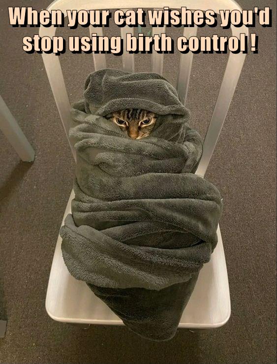 Swaddle me - Lolcats - lol | cat memes | funny cats | funny cat ...