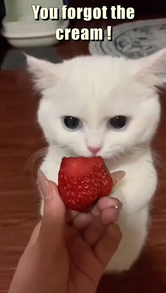 Not eating it - Lolcats - lol | cat memes | funny cats | funny cat ...