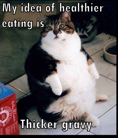 Add 2 cups of sugar - Lolcats - lol | cat memes | funny cats | funny ...