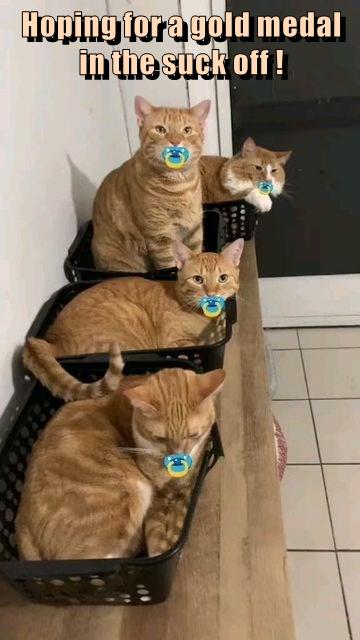 In it to win it - Lolcats - lol | cat memes | funny cats | funny cat ...