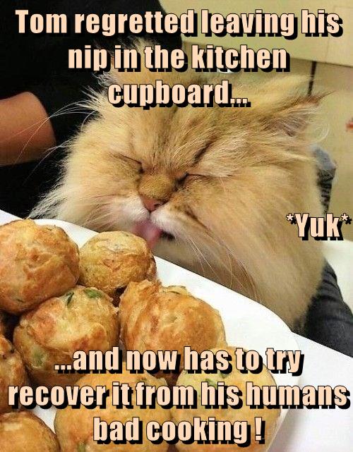 Regret - Lolcats - lol | cat memes | funny cats | funny cat pictures ...
