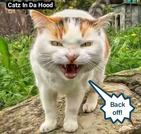 Catz In Da Hood - Lolcats - lol | cat memes | funny cats | funny cat ...