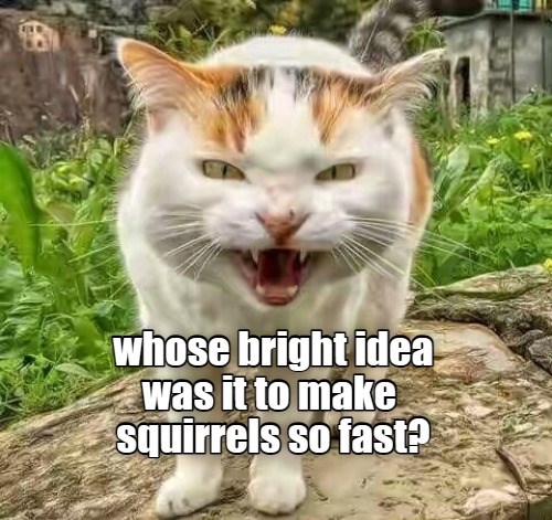 They keep escaping me! - Lolcats - lol | cat memes | funny cats | funny ...