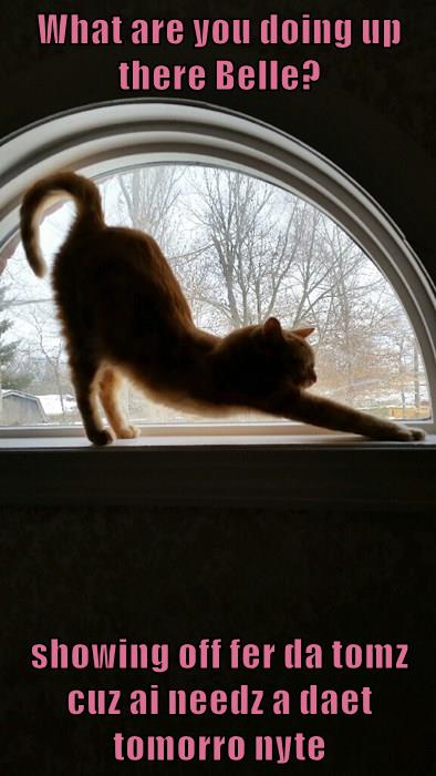 Show off - Lolcats - lol | cat memes | funny cats | funny cat pictures ...