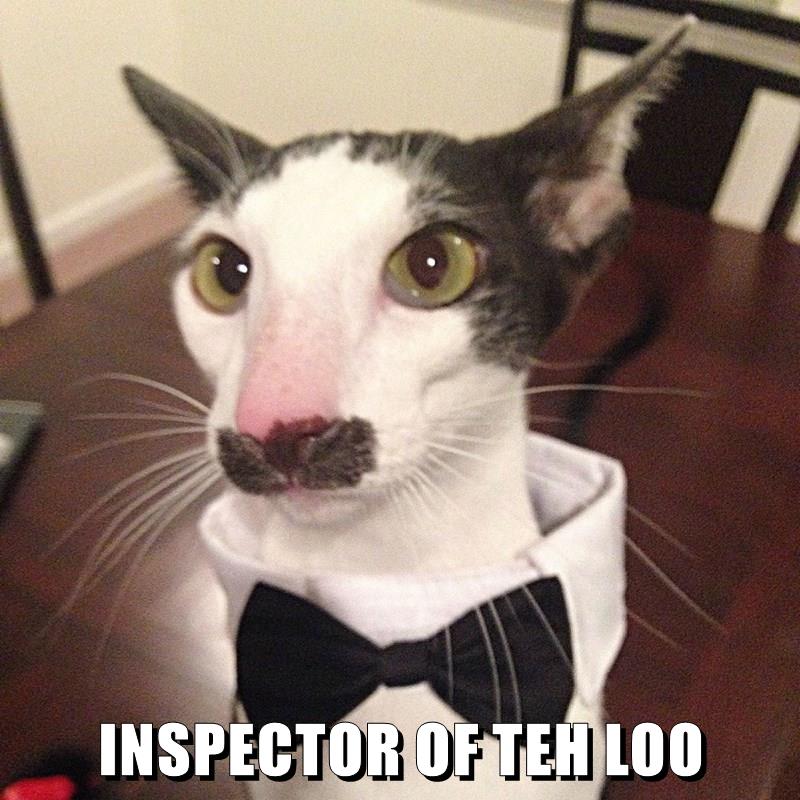 Loo inspector - Lolcats - lol | cat memes | funny cats | funny cat ...