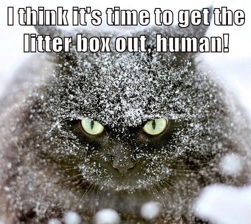 The world is my litter box - Lolcats - lol | cat memes | funny cats ...