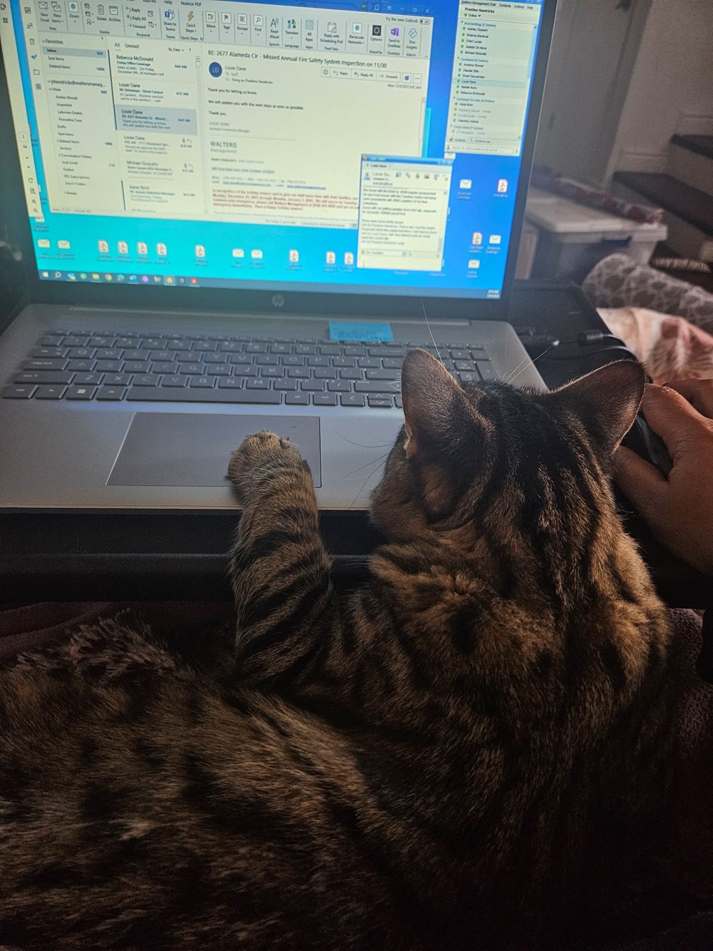 I have to answer my emails. - Lolcats - lol | cat memes | funny cats ...