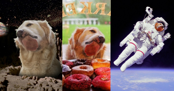 This Perfectly Timed Photo of a Dog Licking Donuts Through a Window Got ...