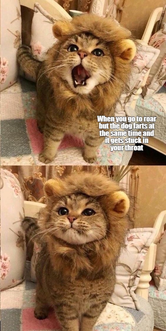 That Darn Dog - Lolcats - lol | cat memes | funny cats | funny cat ...