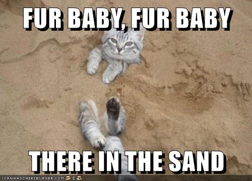 Fur baby - Lolcats - lol | cat memes | funny cats | funny cat pictures ...