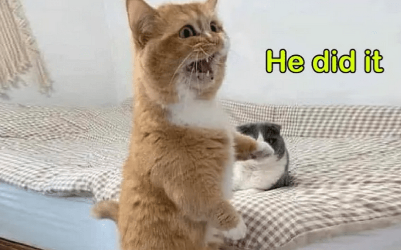 Tattle tail - Lolcats - lol | cat memes | funny cats | funny cat ...