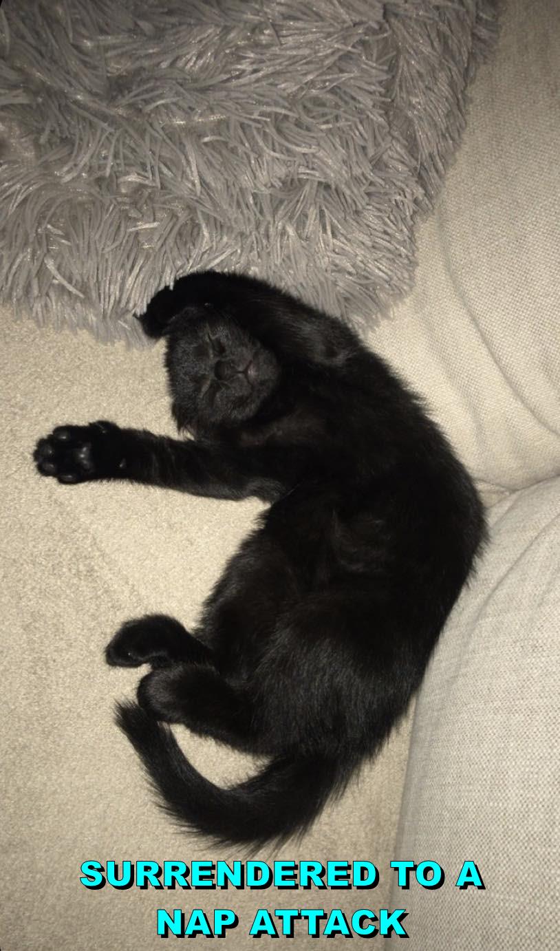 I surrender - Lolcats - lol | cat memes | funny cats | funny cat ...