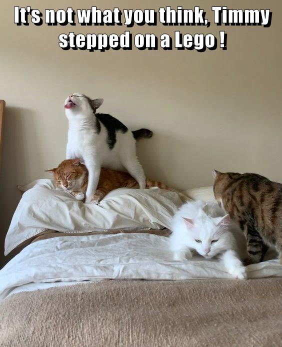 Lego - Lolcats - lol | cat memes | funny cats | funny cat pictures with ...