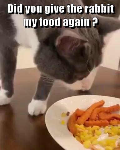 Rabbit food - Lolcats - lol | cat memes | funny cats | funny cat ...