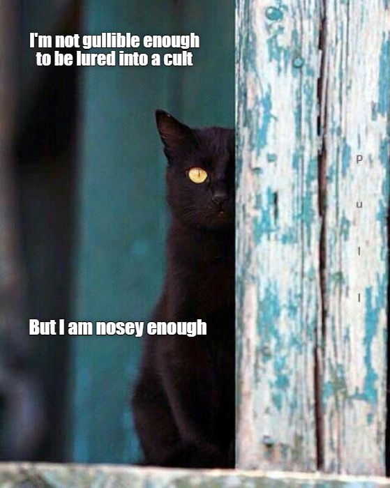 What Are They Doing Over There - Lolcats - lol | cat memes | funny cats ... What Are They Doing Over There - Lolcats - lol | cat memes | funny cats ...