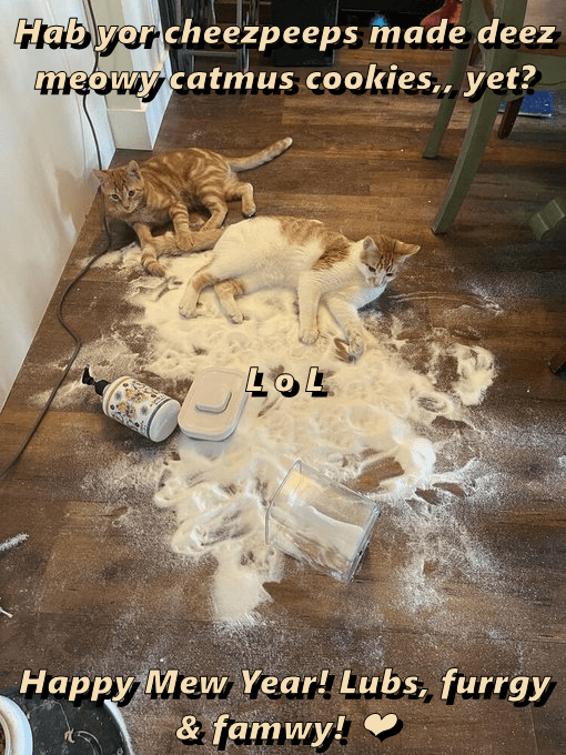 meowy catmus cookies - Lolcats - lol | cat memes | funny cats | funny cat pictures with words on ...