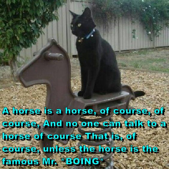 Mr. *BOING* - Lolcats - lol | cat memes | funny cats | funny cat ...