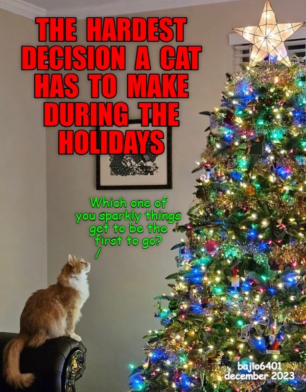 Decisions, decisions - Lolcats - lol | cat memes | funny cats | funny ...