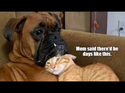 Oh, Doggo... - Lolcats - lol | cat memes | funny cats | funny cat ...