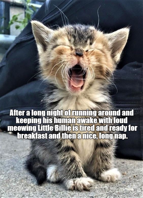 Hurry up with breakfast, human - Lolcats - lol | cat memes | funny cats ...