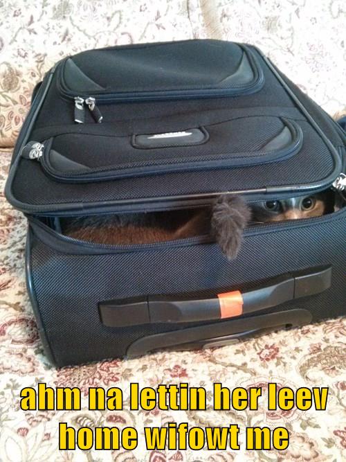 Impawrtant Luggage - Lolcats - lol | cat memes | funny cats | funny cat ...