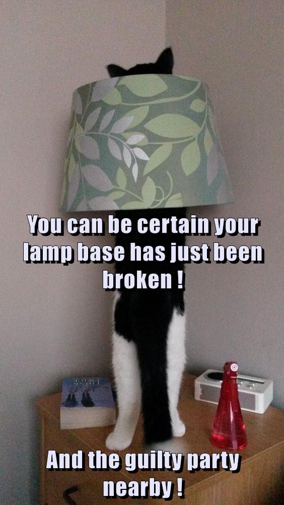 Where's the guilty one? - Lolcats - lol | cat memes | funny cats ...