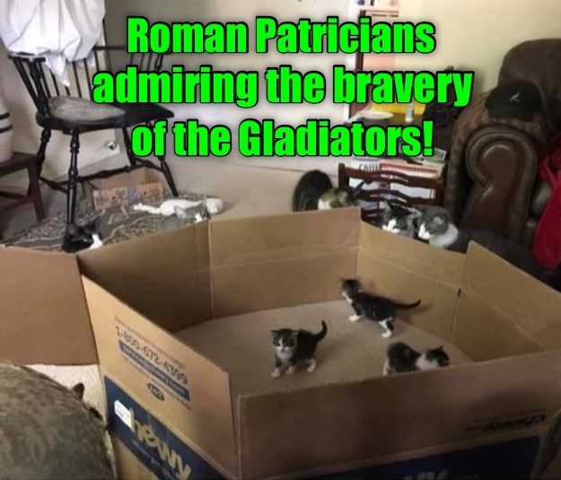 Gladiators were looking for snacks. - Lolcats - lol | cat memes | funny ...