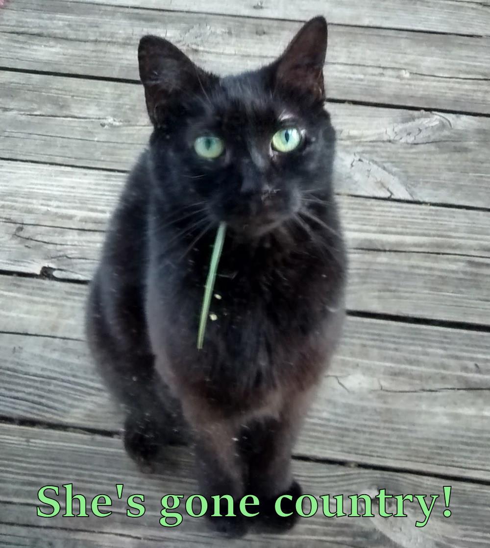 Country - Lolcats - lol | cat memes | funny cats | funny cat pictures ...