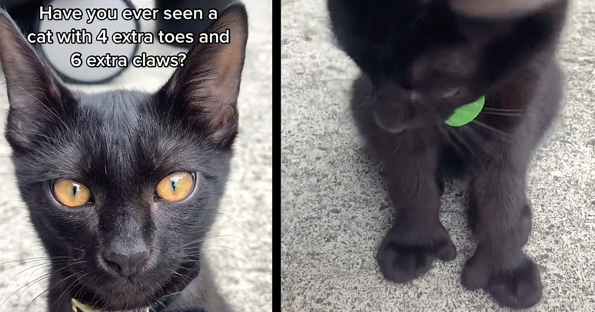 Adorable Polydactyl Kitties Making Biscuits and Living Their Best 6 ...