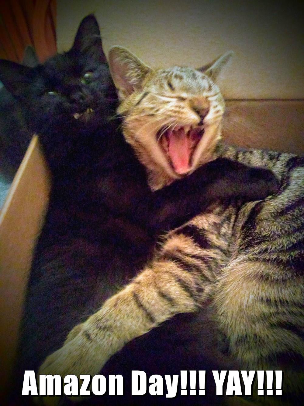 Yay!! - Lolcats - lol | cat memes | funny cats | funny cat pictures ...