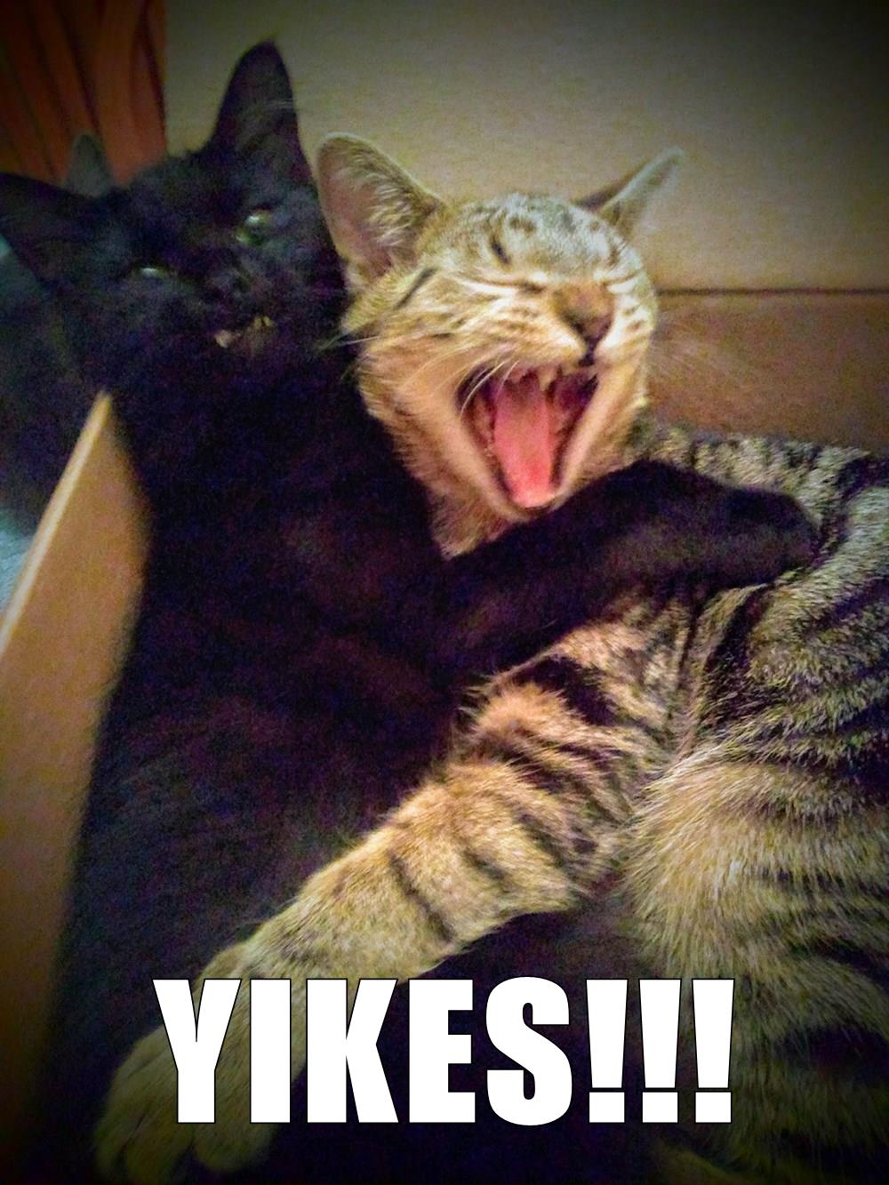 Eeesh! - Lolcats - lol | cat memes | funny cats | funny cat pictures ...