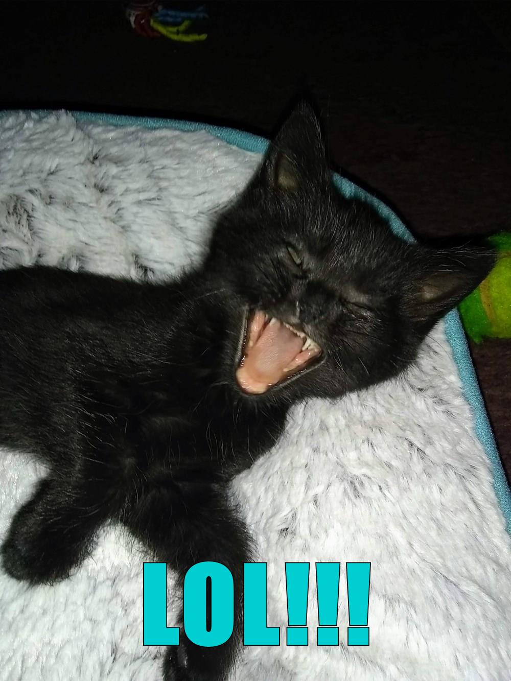 Lol - Lolcats - lol | cat memes | funny cats | funny cat pictures with ...