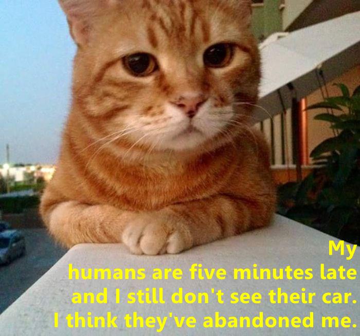 Cat logic - Lolcats - lol | cat memes | funny cats | funny cat pictures ...