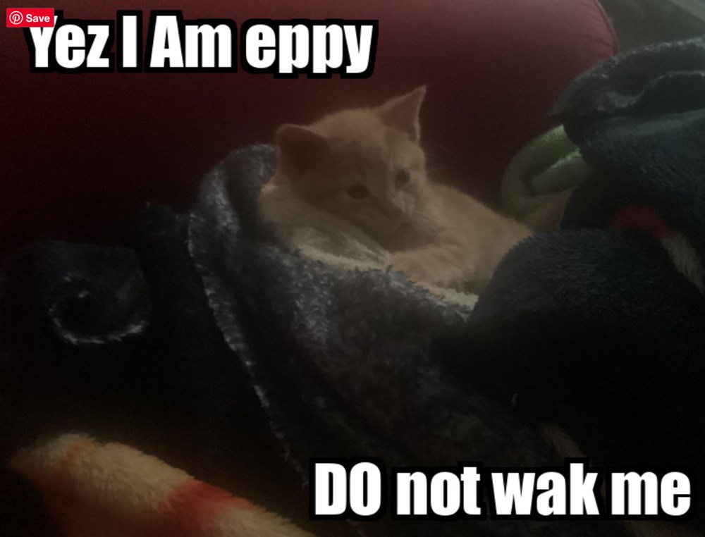 eppy - Lolcats - lol | cat memes | funny cats | funny cat pictures with ...