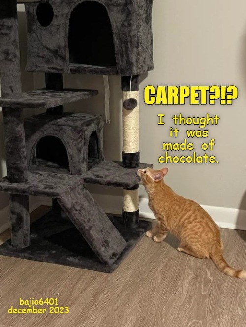 Wrong again - Lolcats - lol | cat memes | funny cats | funny cat ...