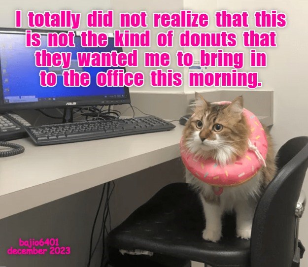 Oops - Lolcats - lol | cat memes | funny cats | funny cat pictures with ...