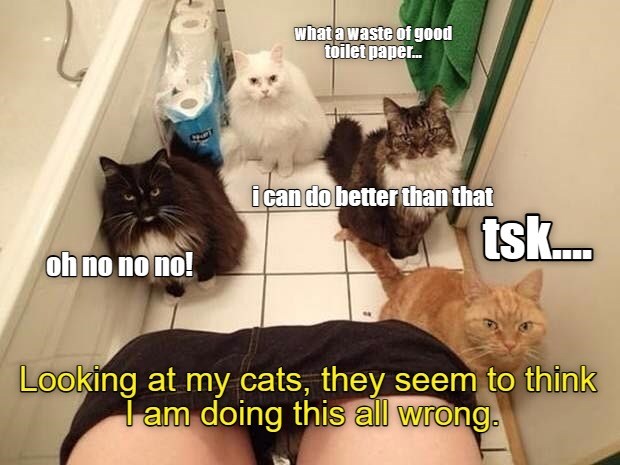 Judgement Time - Lolcats - lol | cat memes | funny cats | funny cat ...