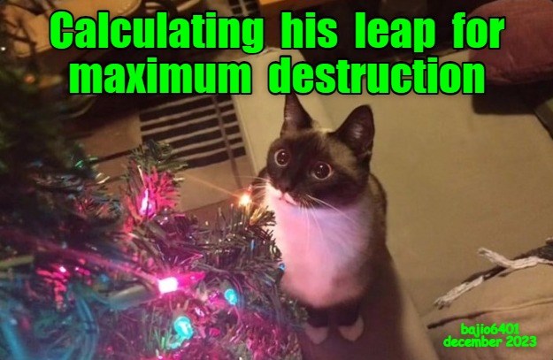 Maximum destruction - Lolcats - lol | cat memes | funny cats | funny ...