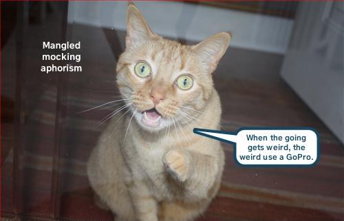 Mangled mocking aphorism - Lolcats - lol | cat memes | funny cats ...