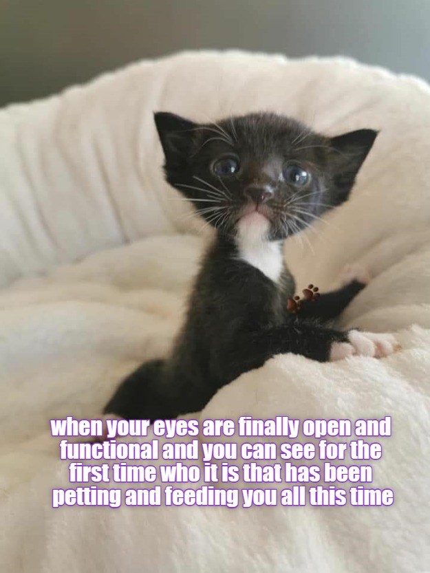 It is eye-opening - Lolcats - lol | cat memes | funny cats | funny cat ...