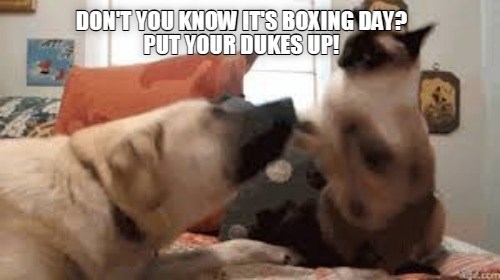 Boxing Day - Lolcats - lol | cat memes | funny cats | funny cat ...