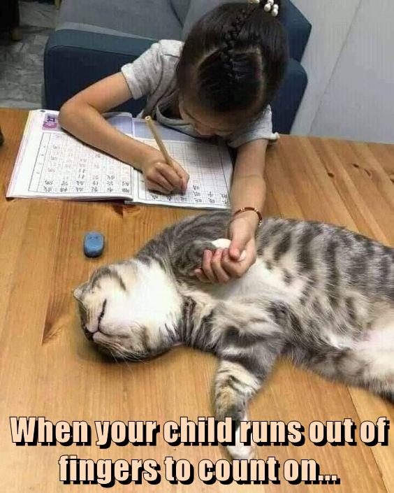 Math tutor - Lolcats - lol | cat memes | funny cats | funny cat ...