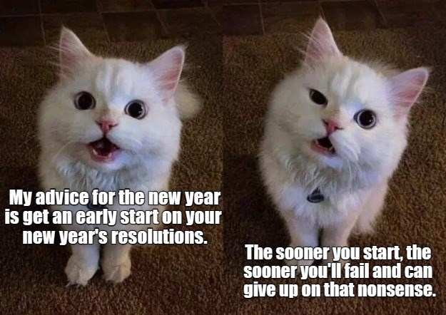 Wise cat is wise - I Can Has Cheezburger?