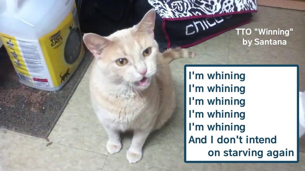 TTO "Winning" by Santana - Lolcats - lol | cat memes | funny cats ...