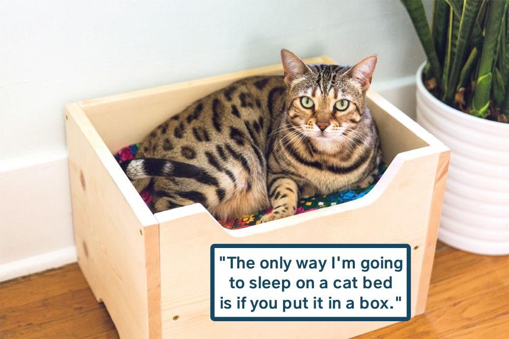 Obey the cat - Lolcats - lol | cat memes | funny cats | funny cat ...