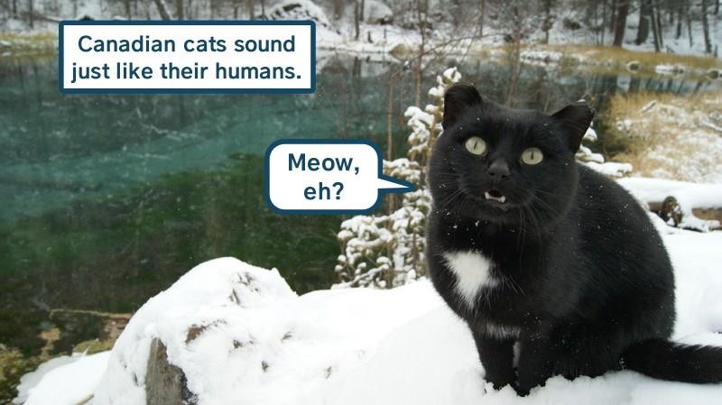 Meow, eh? - Lolcats - lol | cat memes | funny cats | funny cat pictures ...