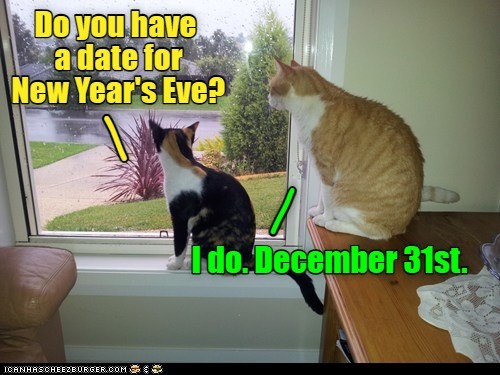 Ask a stupid question, get a stupid answer. - Lolcats - lol | cat memes ...